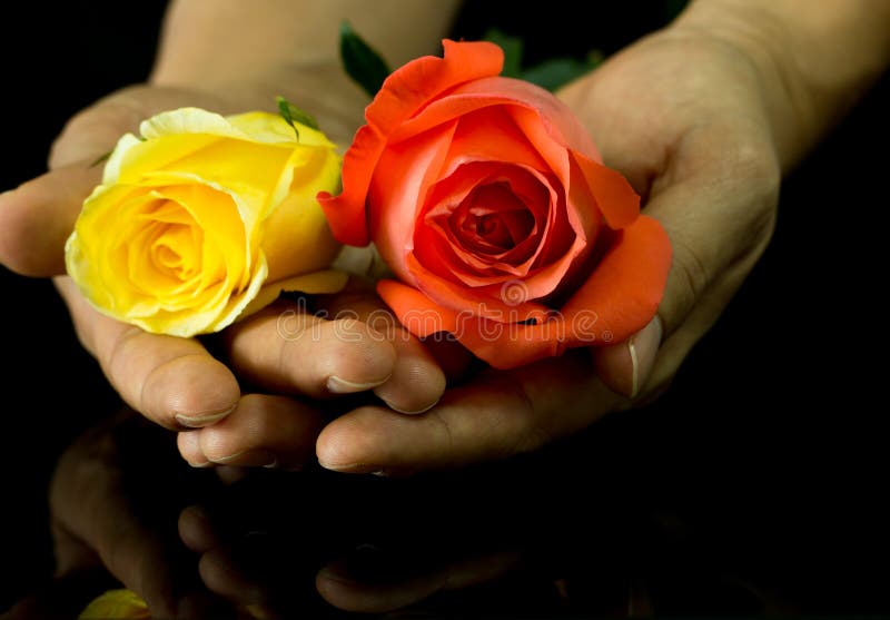 Beautiful rose on hand stock photo. Image of gift, orange - 85938534