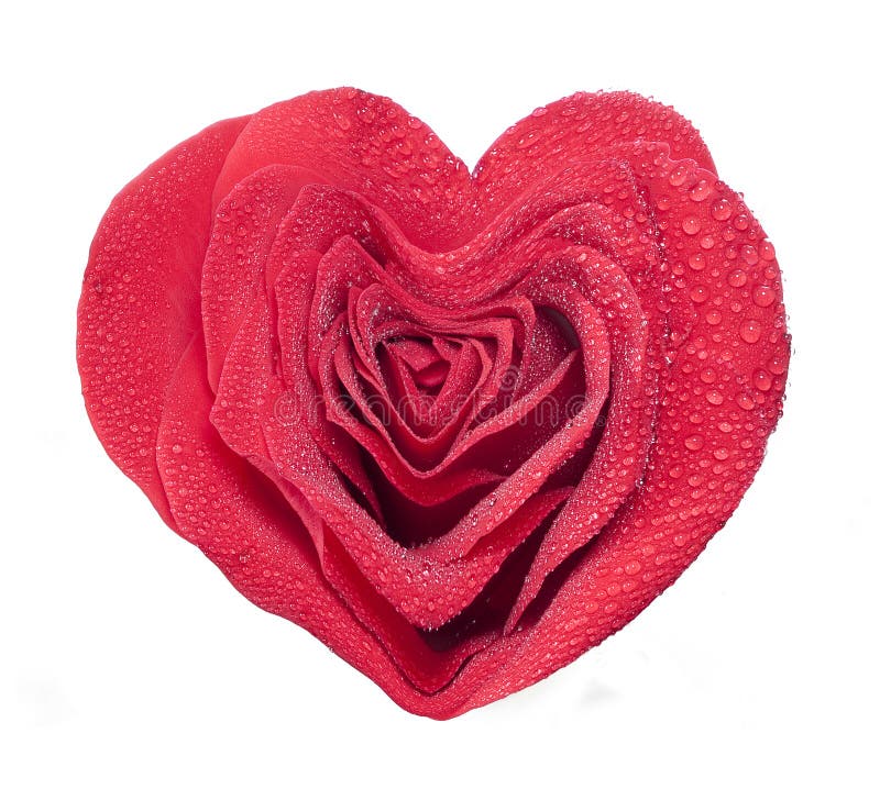 Beautiful rose heart stock image. Image of celebratione - 62055879