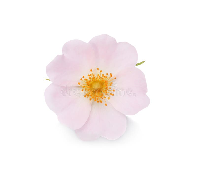 Beautiful Rose Hip Flower Isolated on White Stock Image - Image of ...