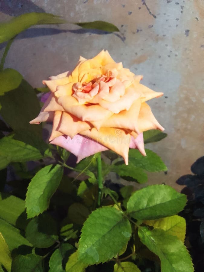 Beautiful Rose Indonesian Garden Home Stock Photo - Image of rose ...