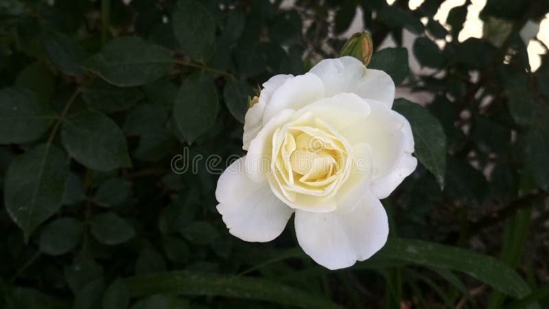 White rose stock photo. Image of dark, light, rose, white - 117601992