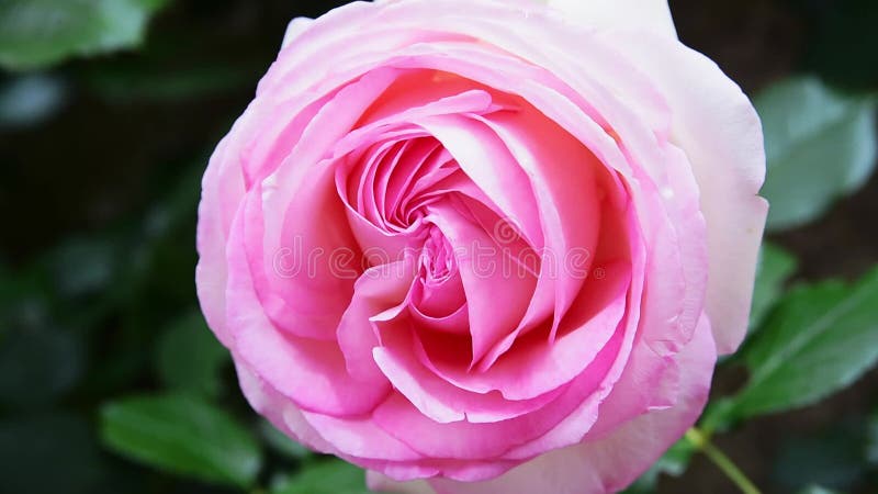 Beautiful Rose Moving with the Breeze Stock Footage - Video of flower ...