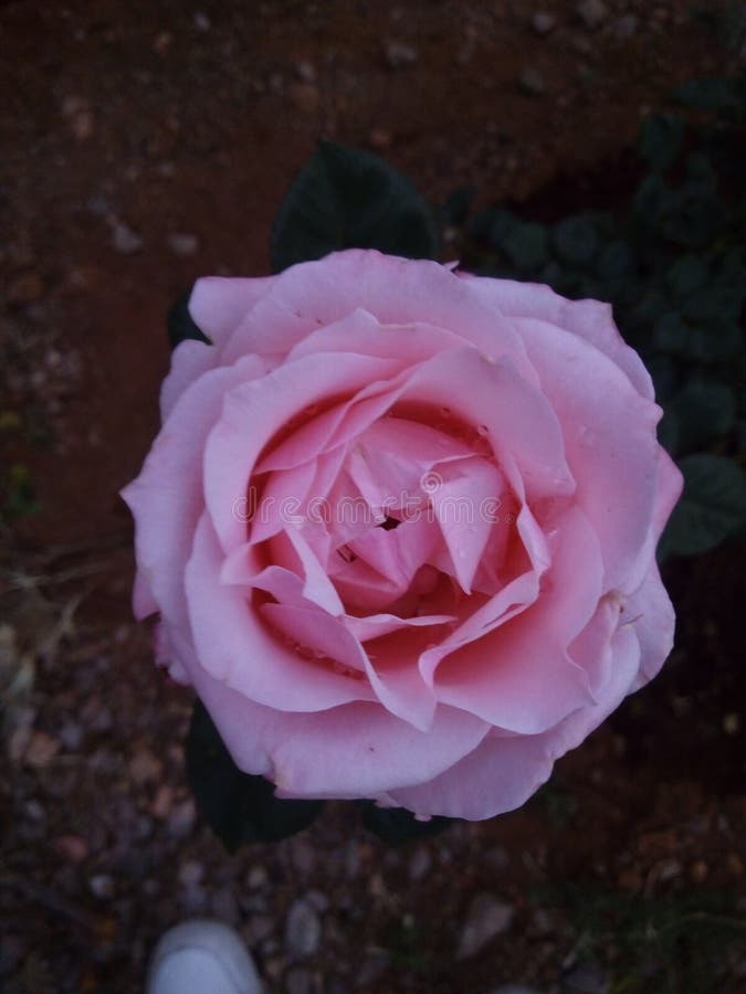 Beautiful Rose stock photo. Image of garden, beautiful - 95993780