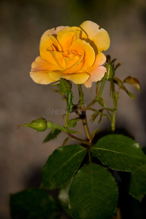 Beautiful rose in nature stock image. Image of natural - 14939133