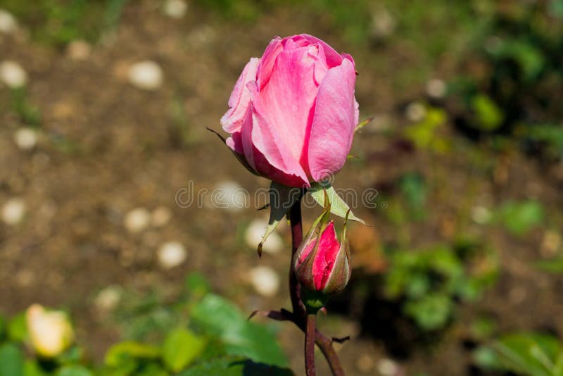 Beautiful rose in nature stock photo. Image of blume - 184591270
