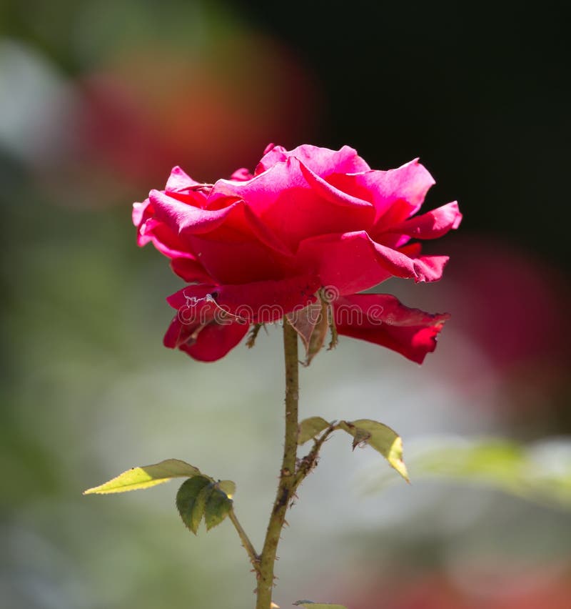 Beautiful rose in nature stock photo. Image of elegant - 107380606