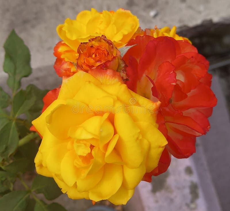 Beautiful Rose One Plant Two Colours Stock Image - Image of yellow ...