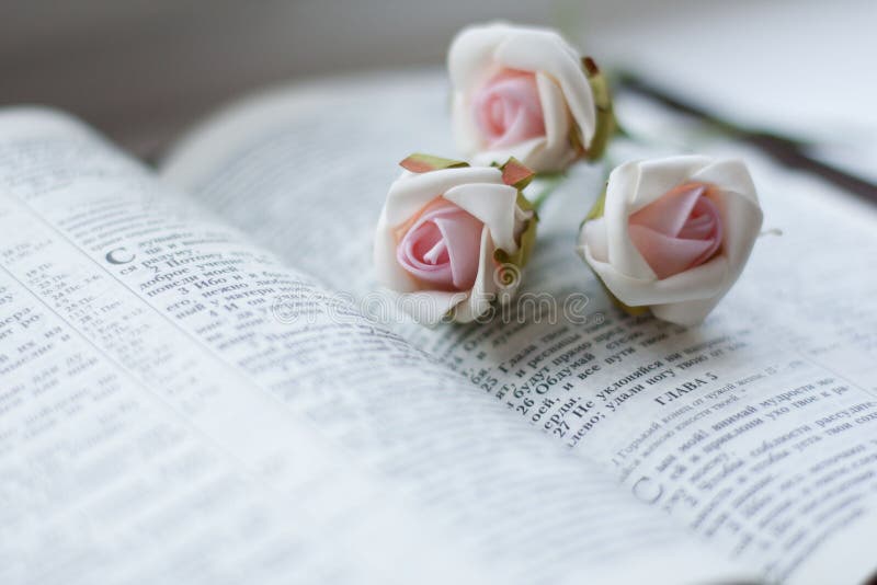 Beautiful Rose on the Open Book Stock Image - Image of flirting ...