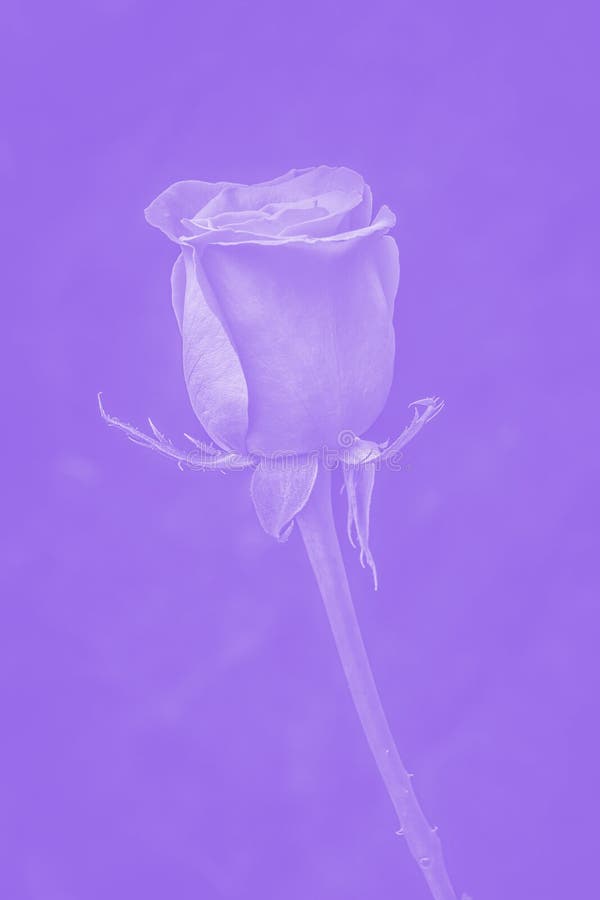 Beautiful Rose with Purple Tint. Flower Composition Stock Illustration ...