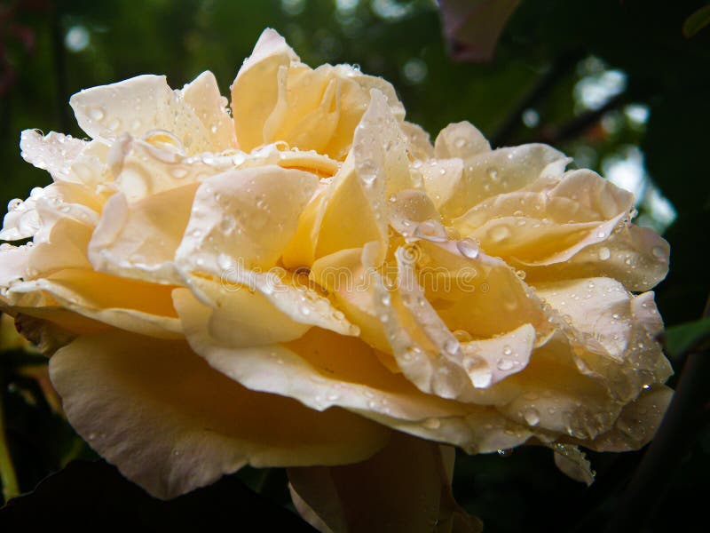 A Beautiful Rose in the Rain Stock Photo - Image of landscape ...