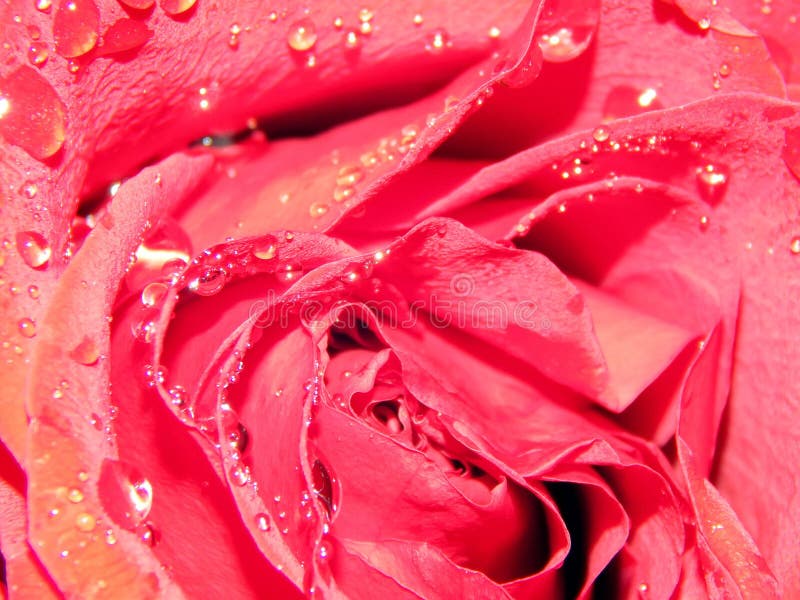 Beautiful Rose with Raindrops Stock Photo - Image of anniversary, plant ...