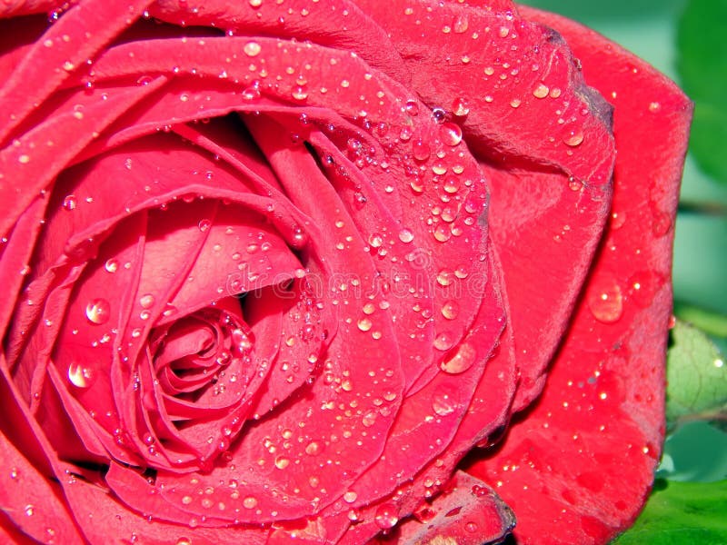 Beautiful Rose with Raindrops Stock Photo - Image of dark, love: 90063758