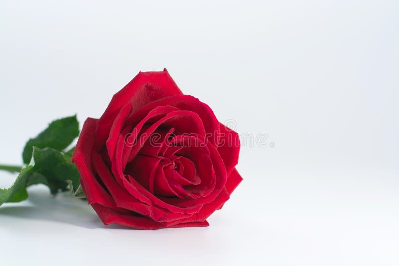 Beautiful Rose Red on the White Background Stock Photo - Image of color ...