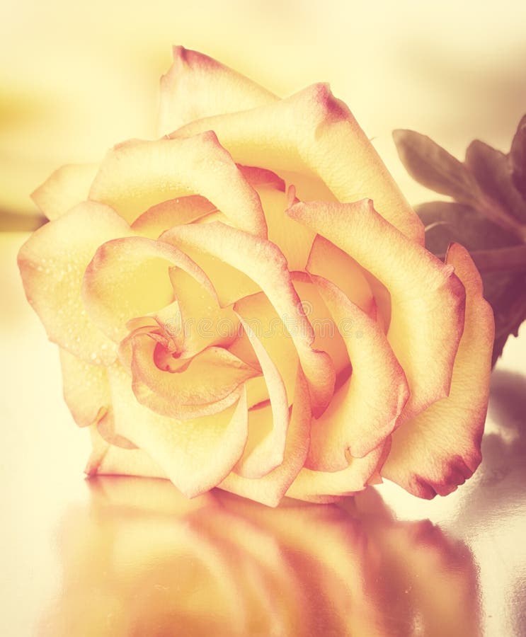 Beautiful Rose with Reflection Stock Photo - Image of beautiful ...