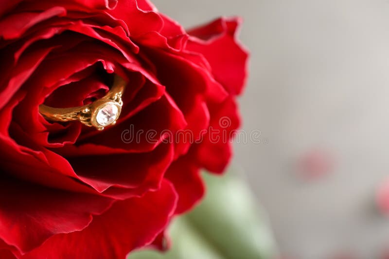 Beautiful Rose with Ring, Closeup Stock Photo - Image of noble, closeup ...