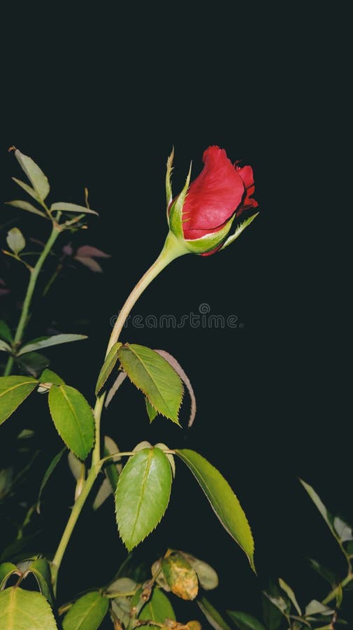 Beautiful Rose Shot with Dark Background for Wallpaper Hd Stock Image ...