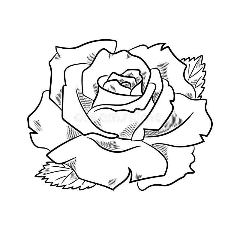 Beautiful rose sketch stock illustration. Illustration of flora - 255999468 Beautiful rose sketch stock illustration. Illustration of flora - 255999468