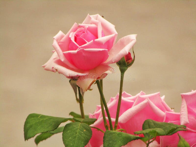 A Beautiful Rose is Smiling. Stock Image - Image of rose, beautiful ...