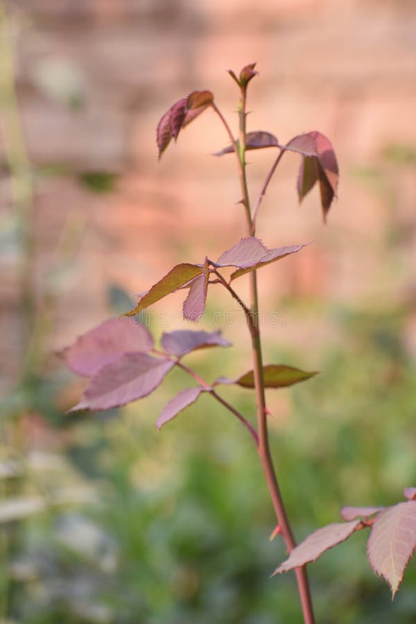 Beautiful rose stem stock photo. Image of rose, garden - 106132082