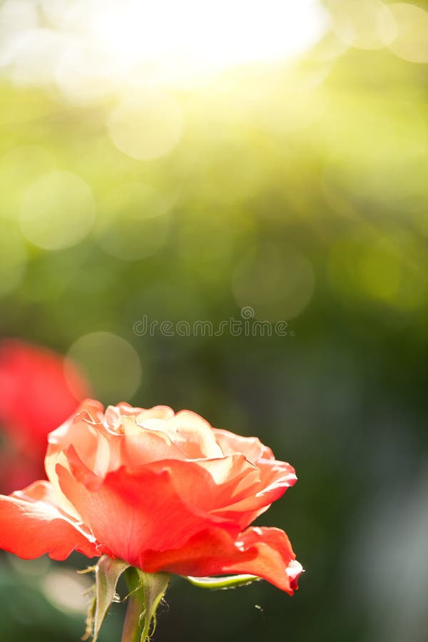Beautiful rose in sunshine stock photo. Image of outdoors - 22842424