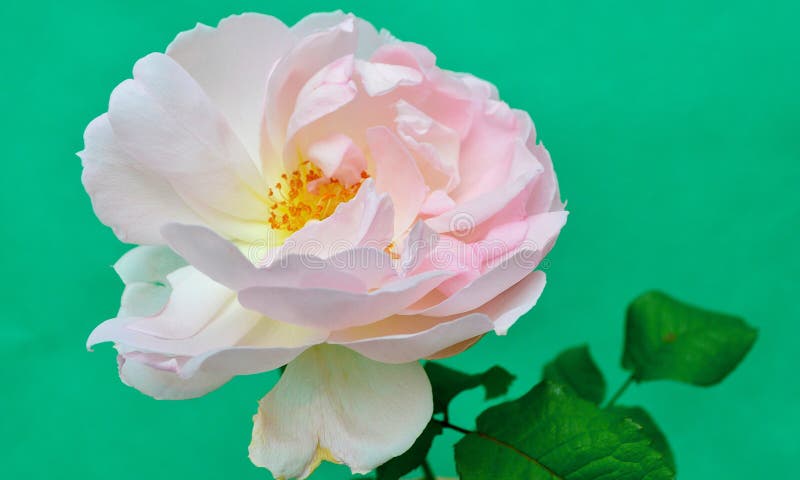 A Beautiful Rose in the Sunshine of the Garden. Stock Image - Image of ...