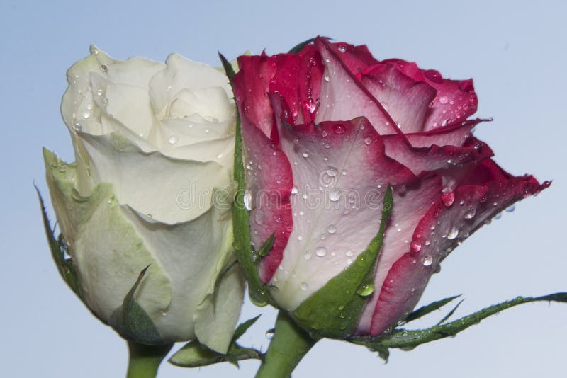 Beautiful rose3 stock photo. Image of monochrome, roses - 82670186