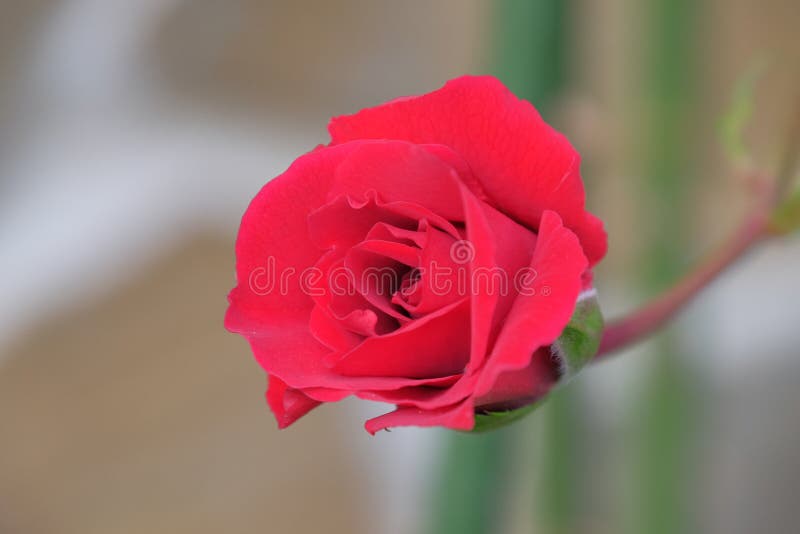 Beautiful rose stock image. Image of summer, spring, green - 71877209