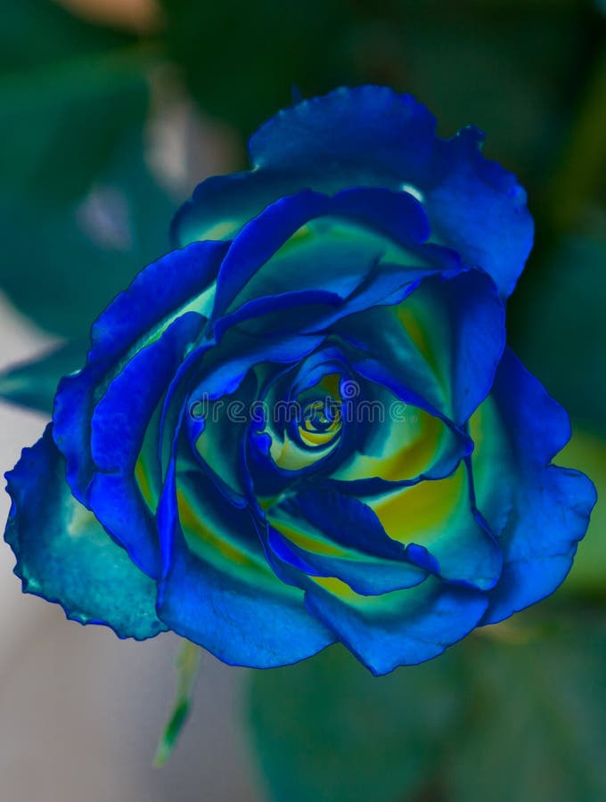Yellow Blue Roses