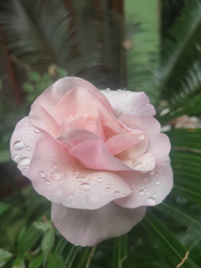 Beautiful Rose with Water Drops on it Stock Photo - Image of bouquet ...