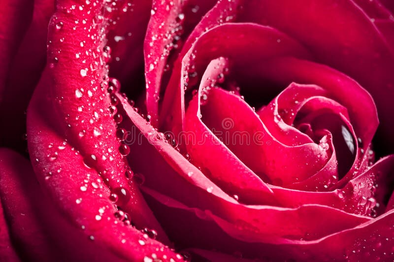 Beautiful Rose with Water Drops Stock Image - Image of holiday, gift ...