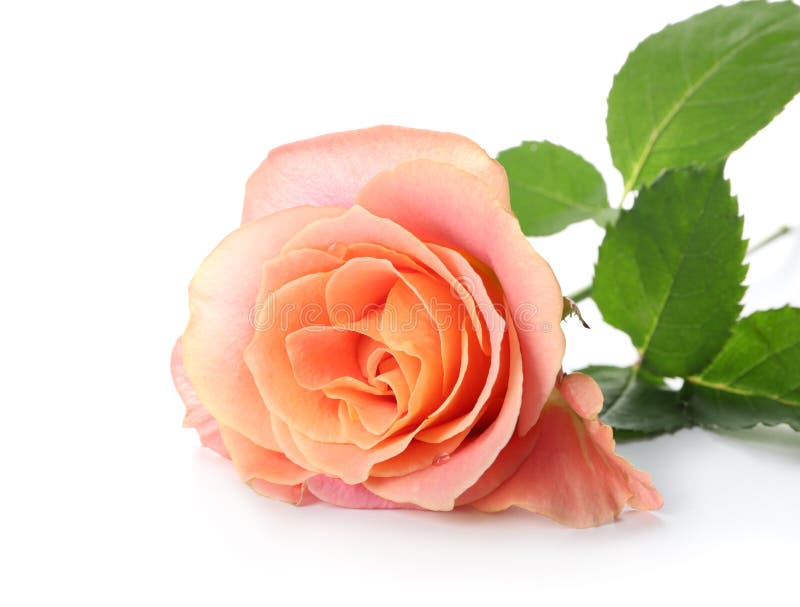 Beautiful Rose on White Background Stock Image - Image of decor, nature ...