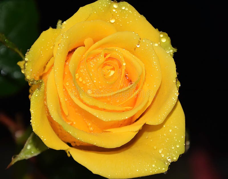 Beautiful rose stock photo. Image of roses, colorul, beauty - 83806448