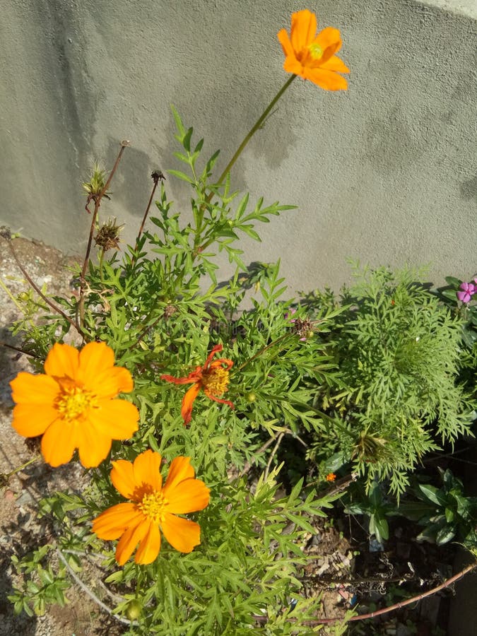 A Beautiful Rose Yellow Colour Wrong Stock Image - Image of wrong ...