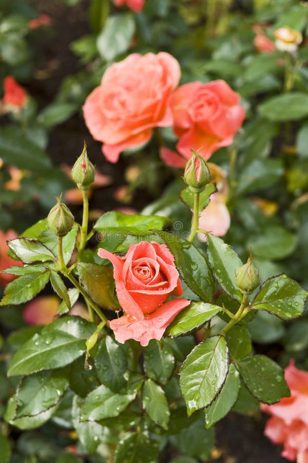 Beautiful Rosebud Red Rose on the Background of the Picture Stock Image ...