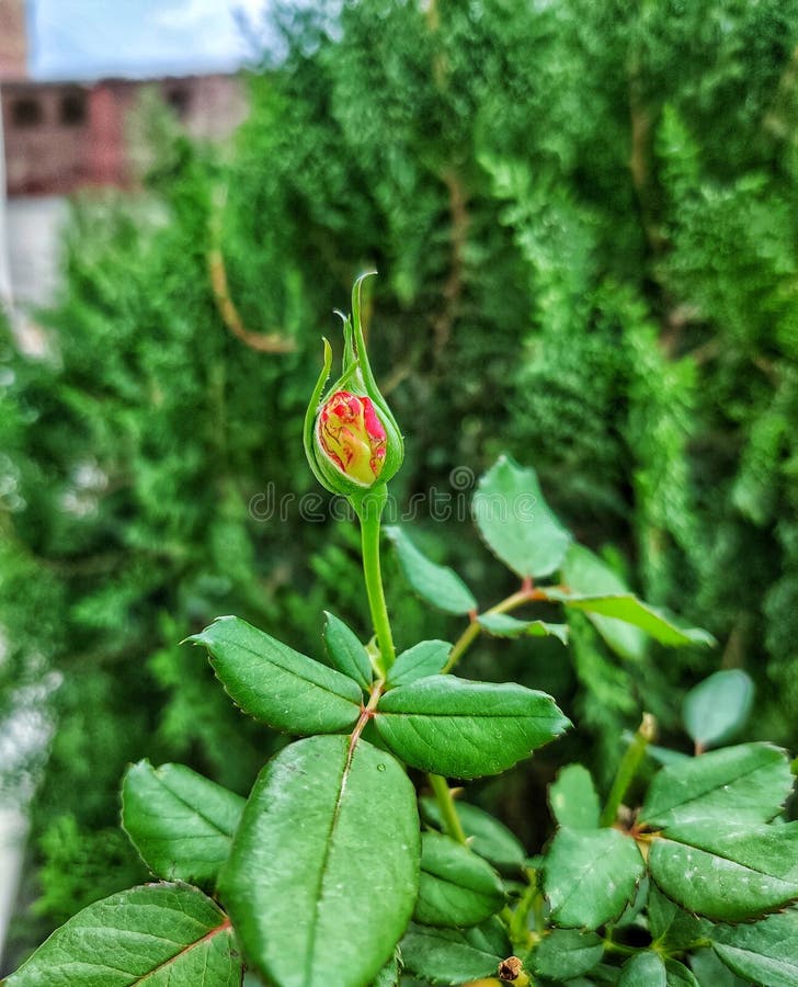 Beautiful Rosebud Red Rose on the Background of the Picture Stock Image ...