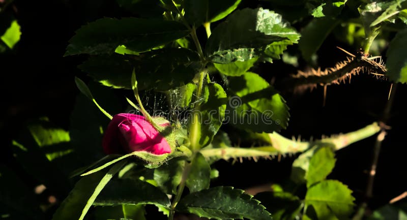 A Beautiful Rosebud, and a Web and Thorns Stock Photo - Image of leaf ...