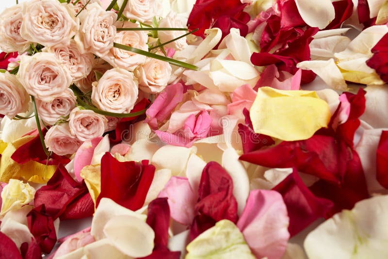 Beautiful roses stock image. Image of closeup, pink, petals - 15600529