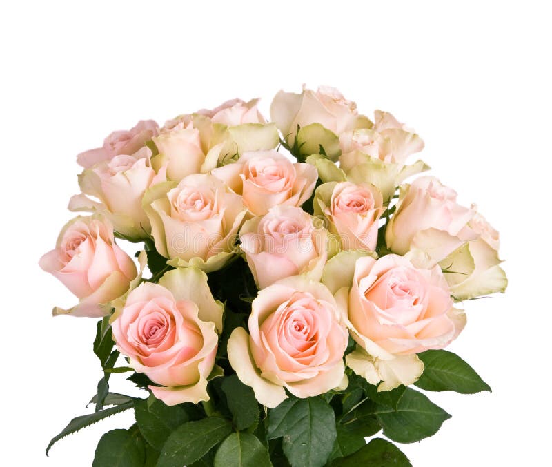 Roses Bouquet stock image. Image of frame, head, bouquet - 12320373