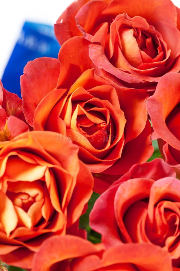 Beautiful roses stock photo. Image of present, beauty - 22376248