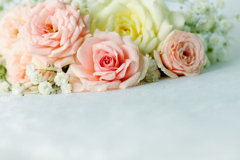 Beautiful roses stock image. Image of decoration, wedding - 26341523