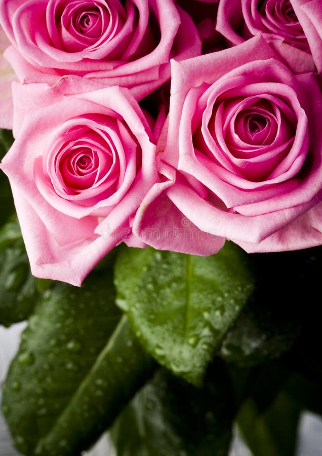 Roses stock photo. Image of plants, bride, bouquets, colorful - 2979370