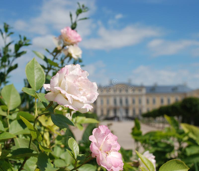 Beautiful Roses and Beautiful Baroque and Rococo Stock Photo - Image of ...