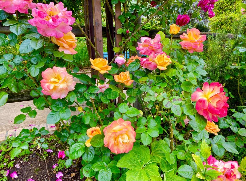 Beautiful Roses in Bloom in a Botanical Garden of Paris Stock Photo ...