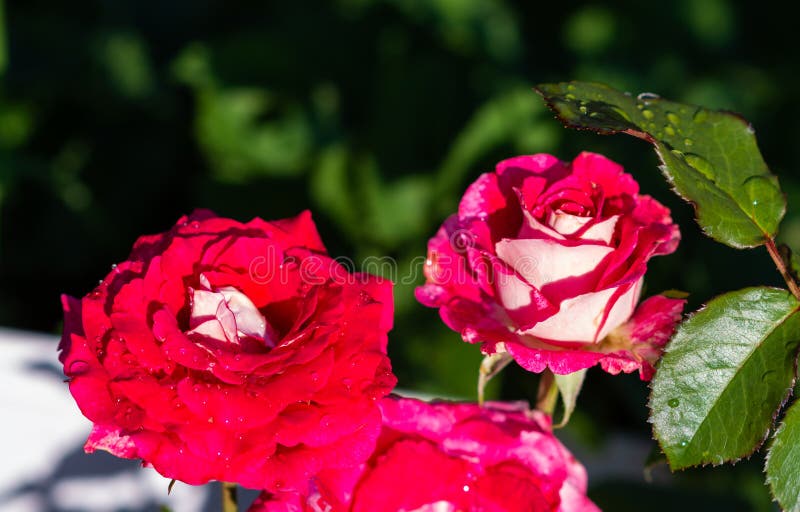 Beautiful Roses Bloomed in the Garden in Summer. Stock Image - Image of ...