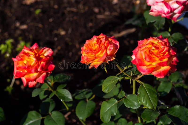 Beautiful Roses Bloomed in the Garden in Summer. Stock Photo - Image of ...