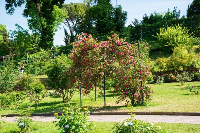 Beautiful Roses Blooming in a Garden in Spring Stock Photo - Image of ...