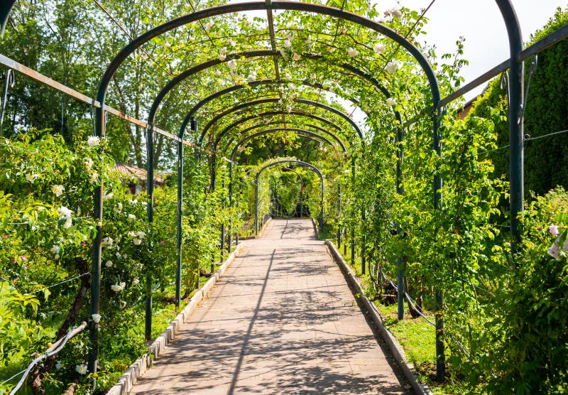 Beautiful Roses Blooming in a Garden in Spring Stock Photo - Image of ...