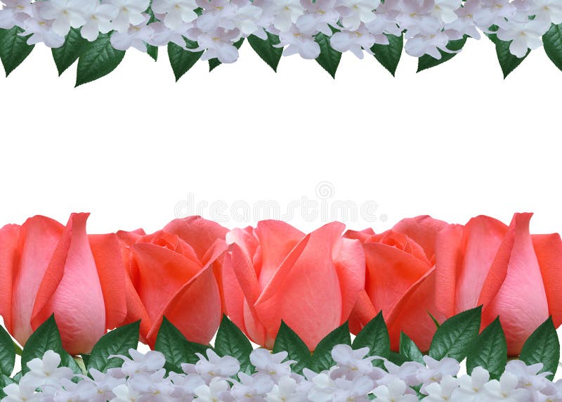Beautiful Roses Border stock image. Image of border, flowers - 41168763