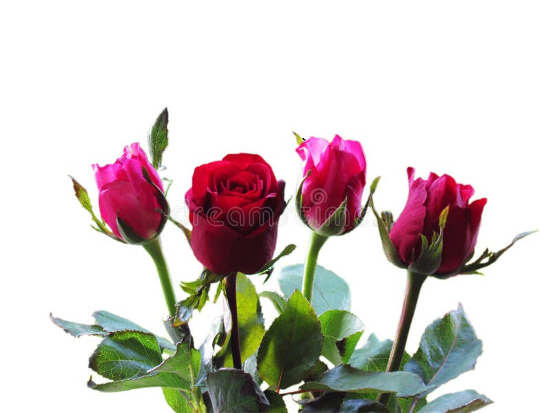Beautiful Roses Both Red and Pink are Arranged Together Stock Photo ...