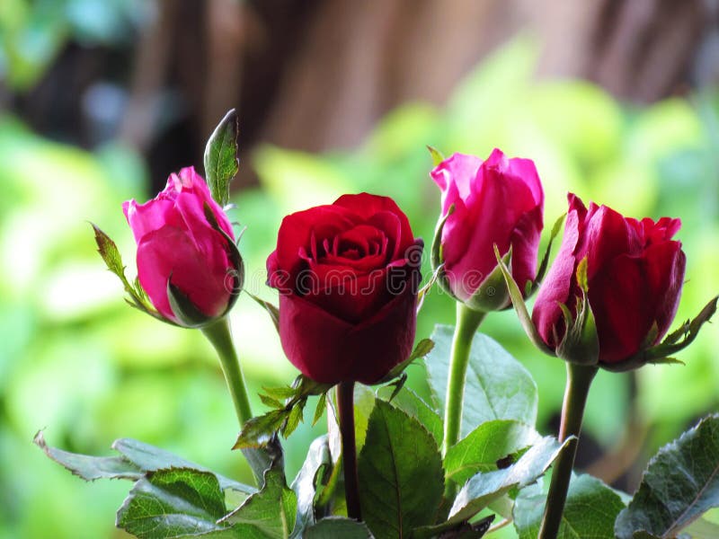 Beautiful Roses Both Red and Pink are Arranged Together Stock Photo ...